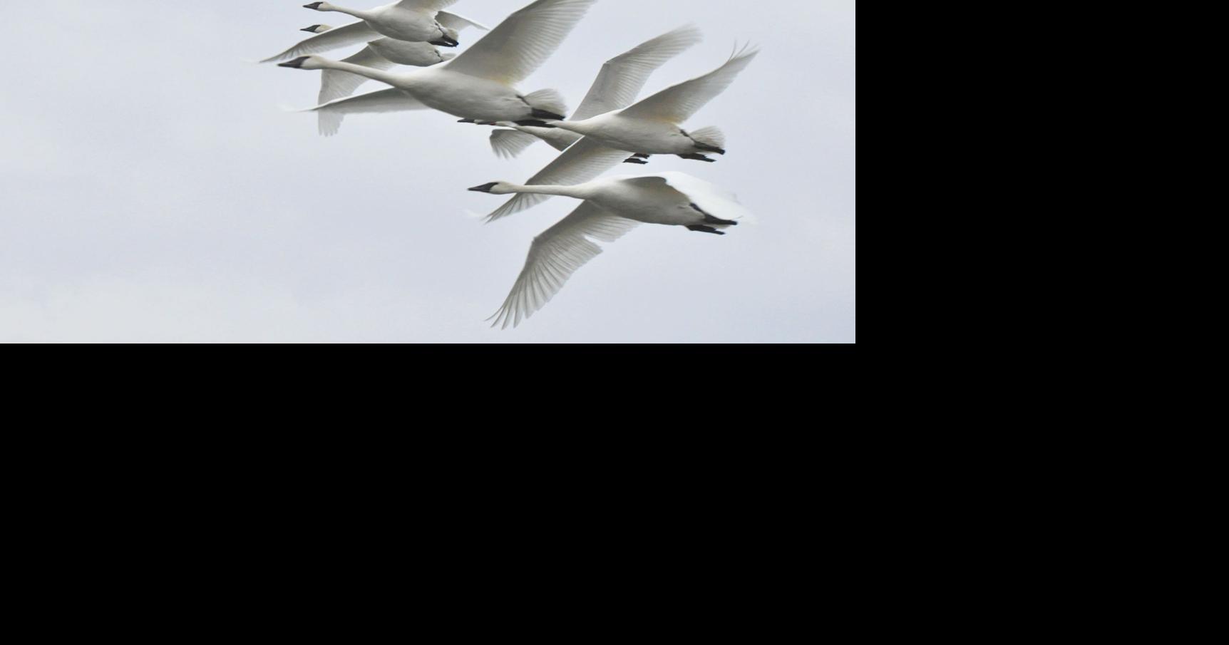 Washburn: Storm brings migrating swans to North Iowa