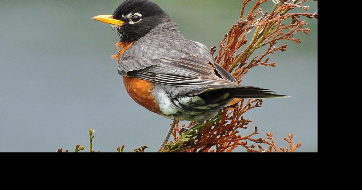 Why are they here? Robins back in North Iowa