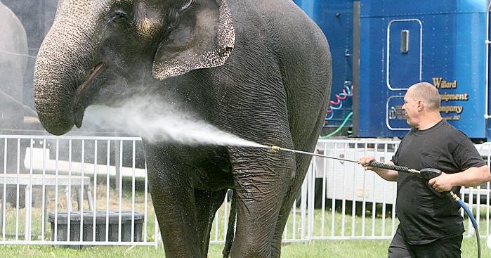 Circus’s animal performers get as excited as the fans before a show
