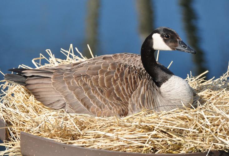 Washburn: Apple Valley goose pair makes residents smile