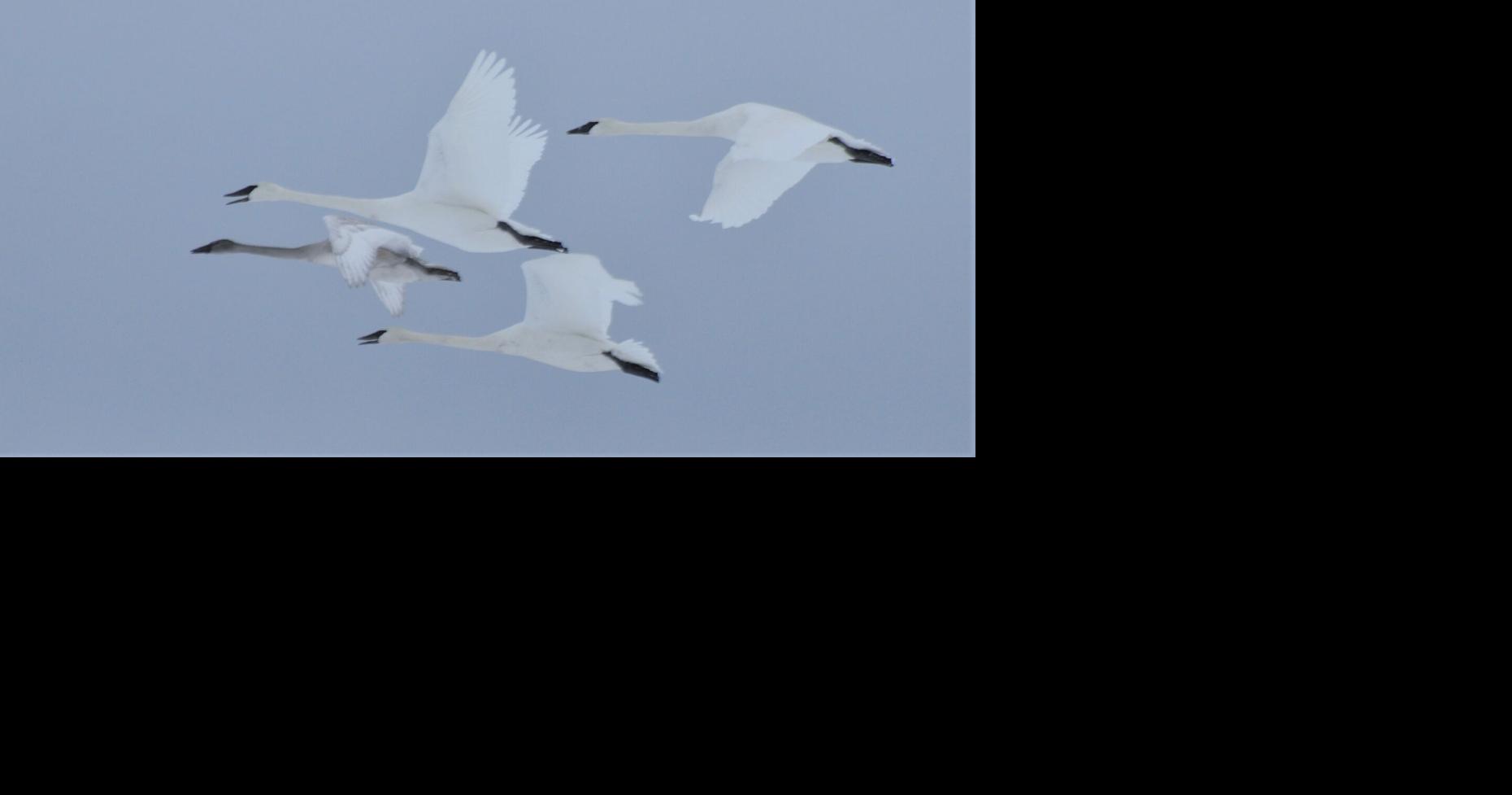 Washburn: A day with the swans