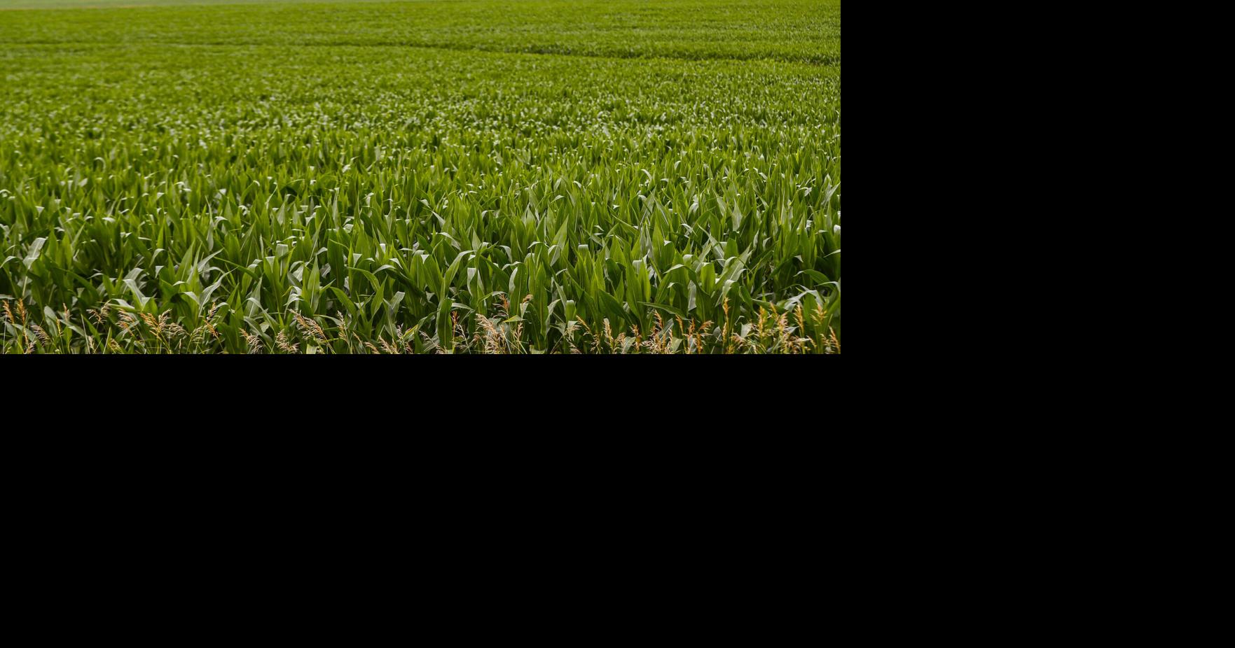 USDA crop report rains help crops improve