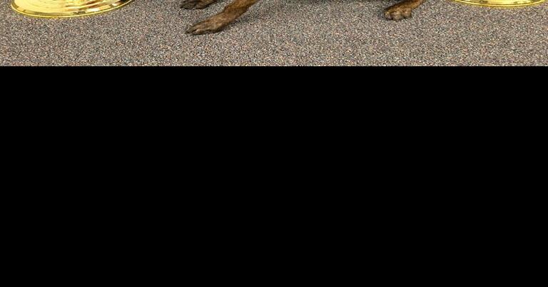 Forest City Police Department’s K9 Gino receives body armor donation