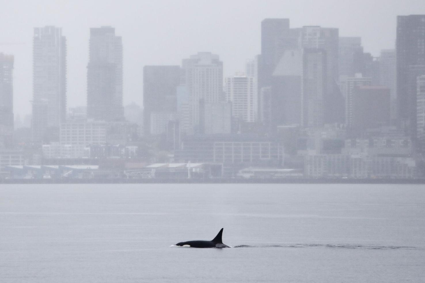 Visiting orcas delight whale watchers in Seattle