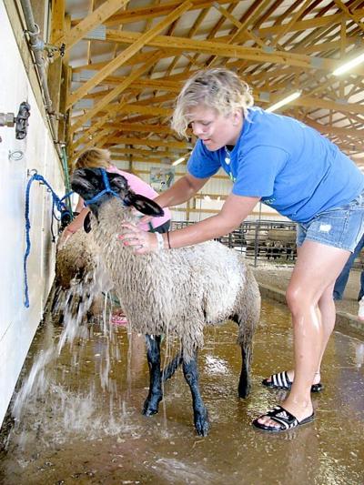A clean sheep is a sad sheep | Mason City & North Iowa | globegazette.com