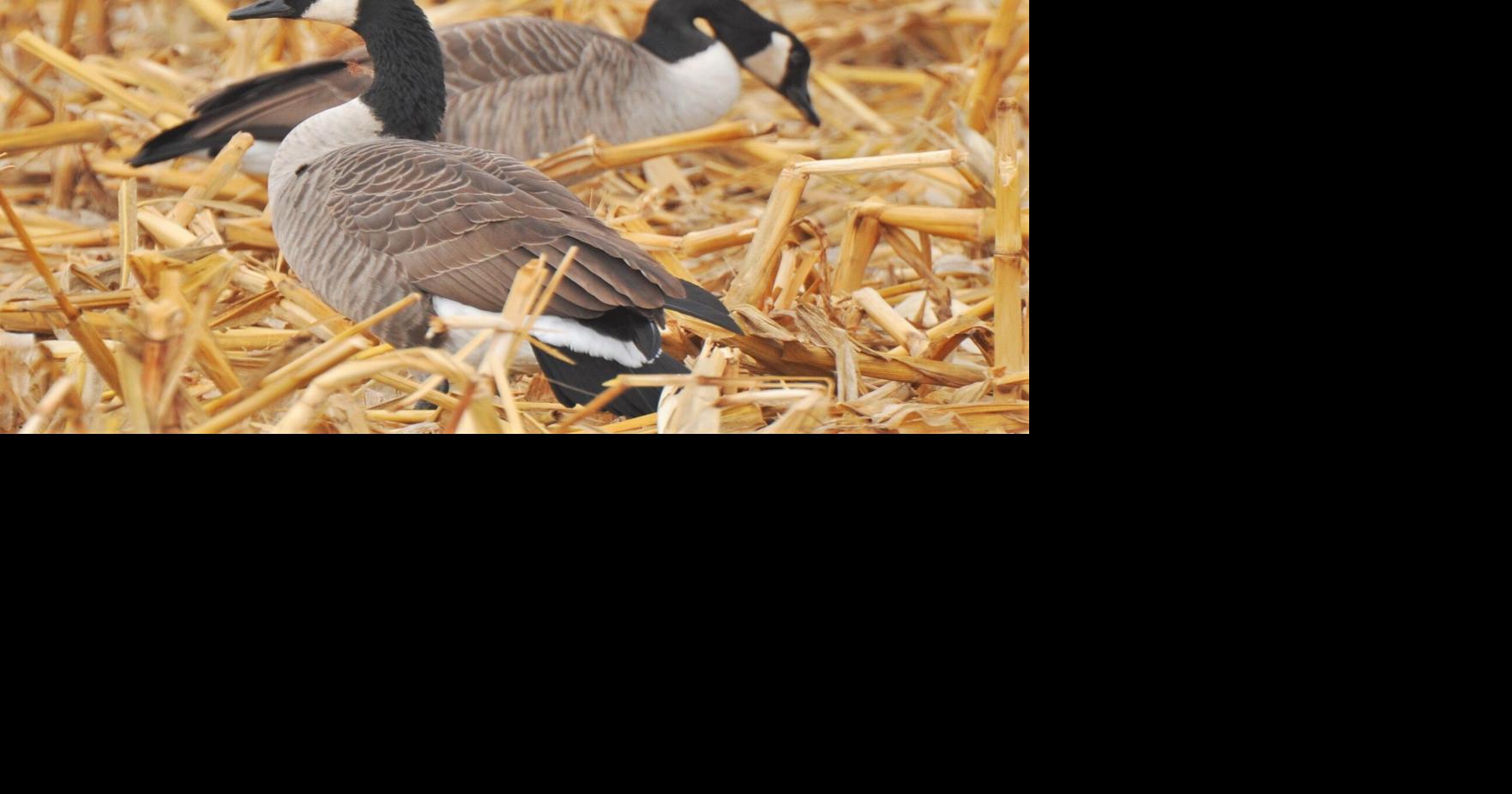 Welcome to your Outdoors: Great fall geese migration begins across Iowa