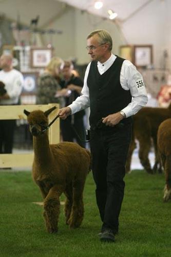 Alpacas on parade