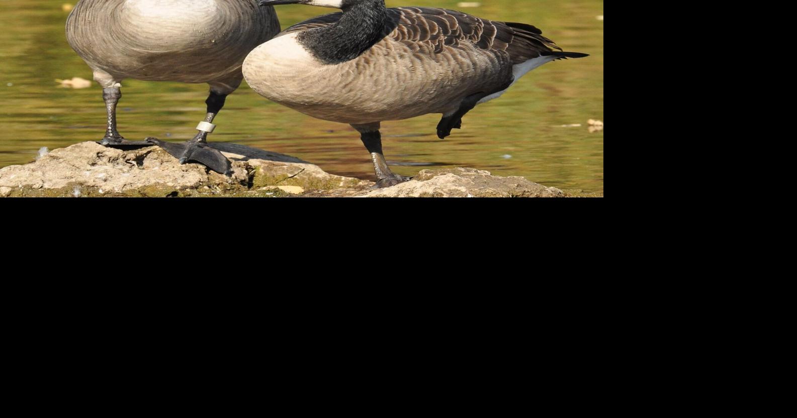 WASHBURN: DNR completes July goose banding