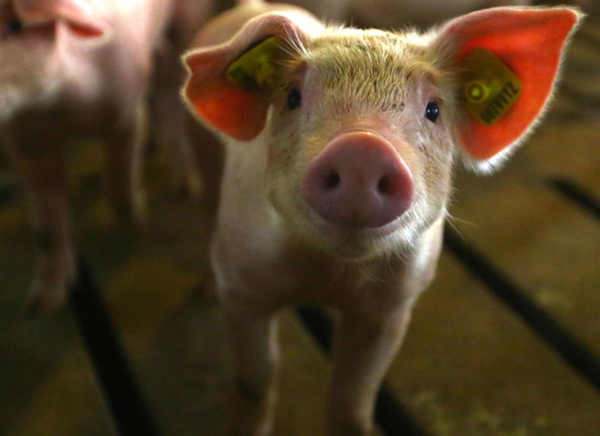 Buffalo Center man charged with stealing 150 pigs from Lake Mills ...