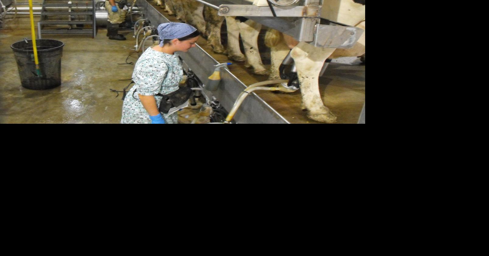 Local farmer starts dairy operation from scratch