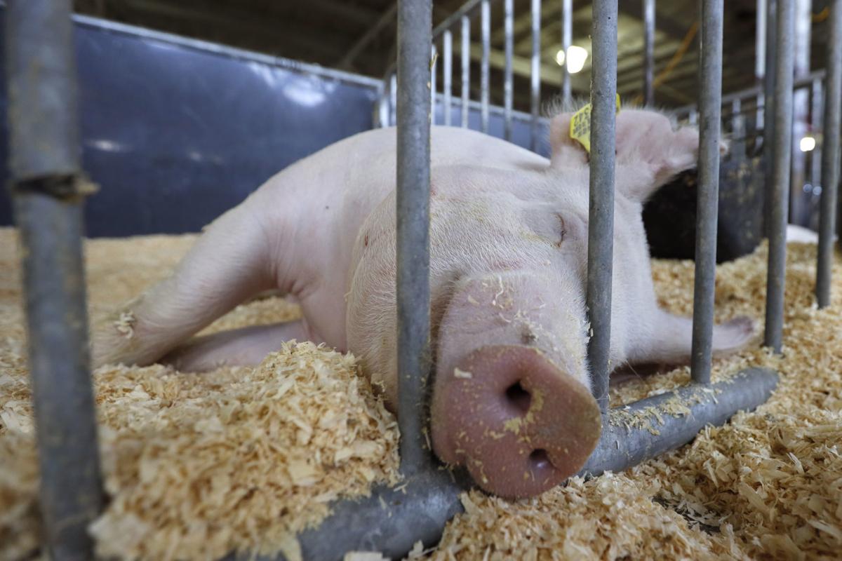 Meat Link: Iowa Pork Producers CEO address current swine issues - Mason ...