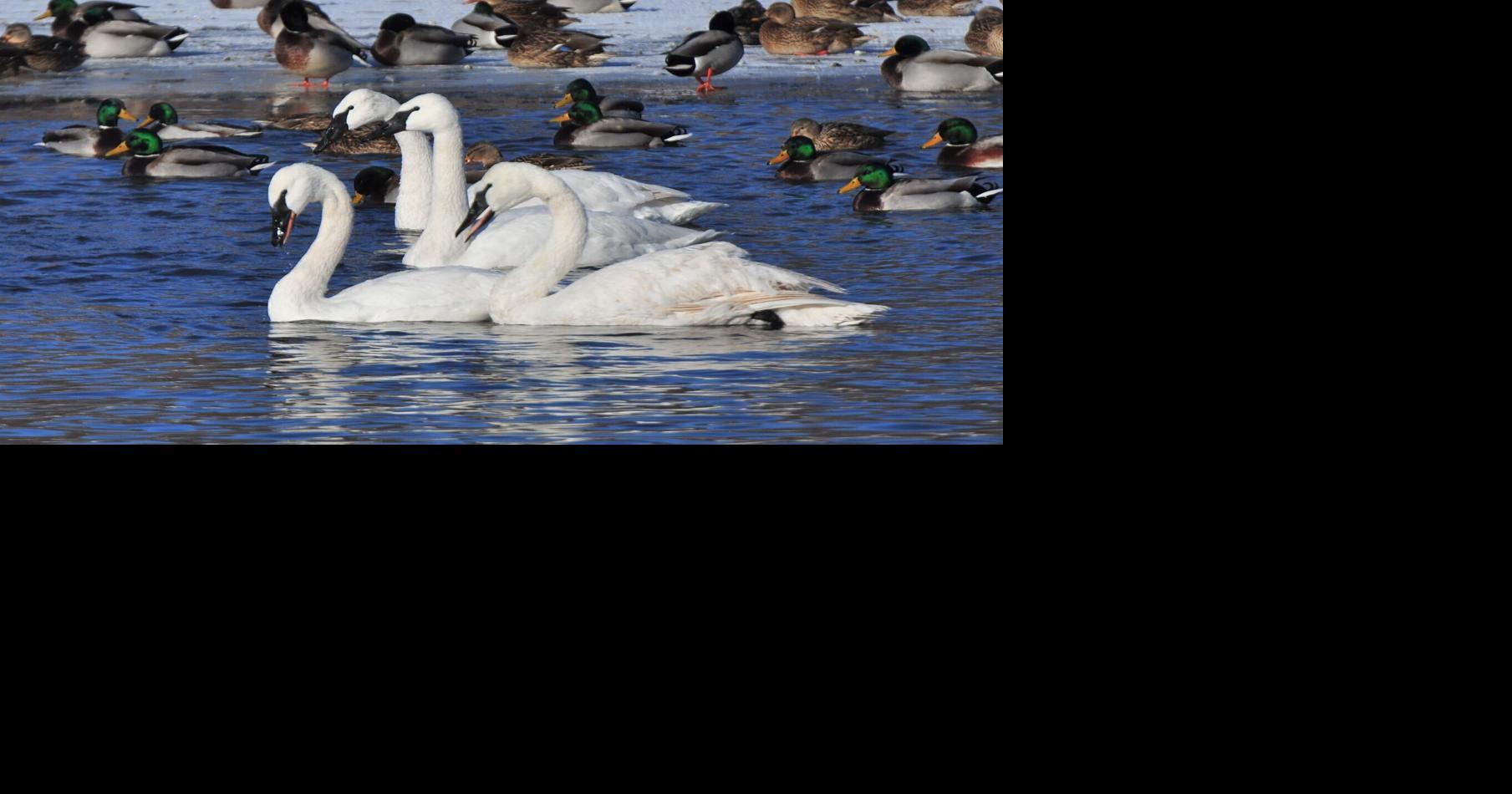 Trumper swan film to be shown in Clear Lake