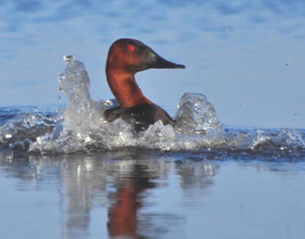 Lone canvasback provides end-of-season thrill