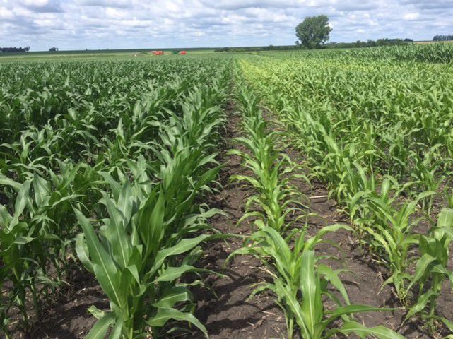 Research Farm focuses on various aspects of corn production