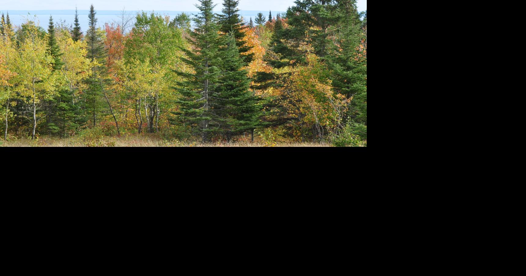 Washburn: Hawk Ridge Bird Observatory is site for world class hawk ...