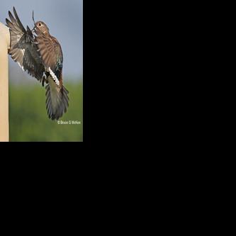 For the Birds: Preparing artificial nesting structures for Spring