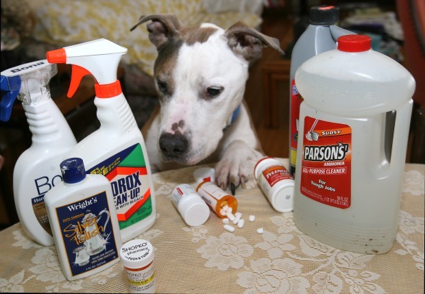 Protect your pet