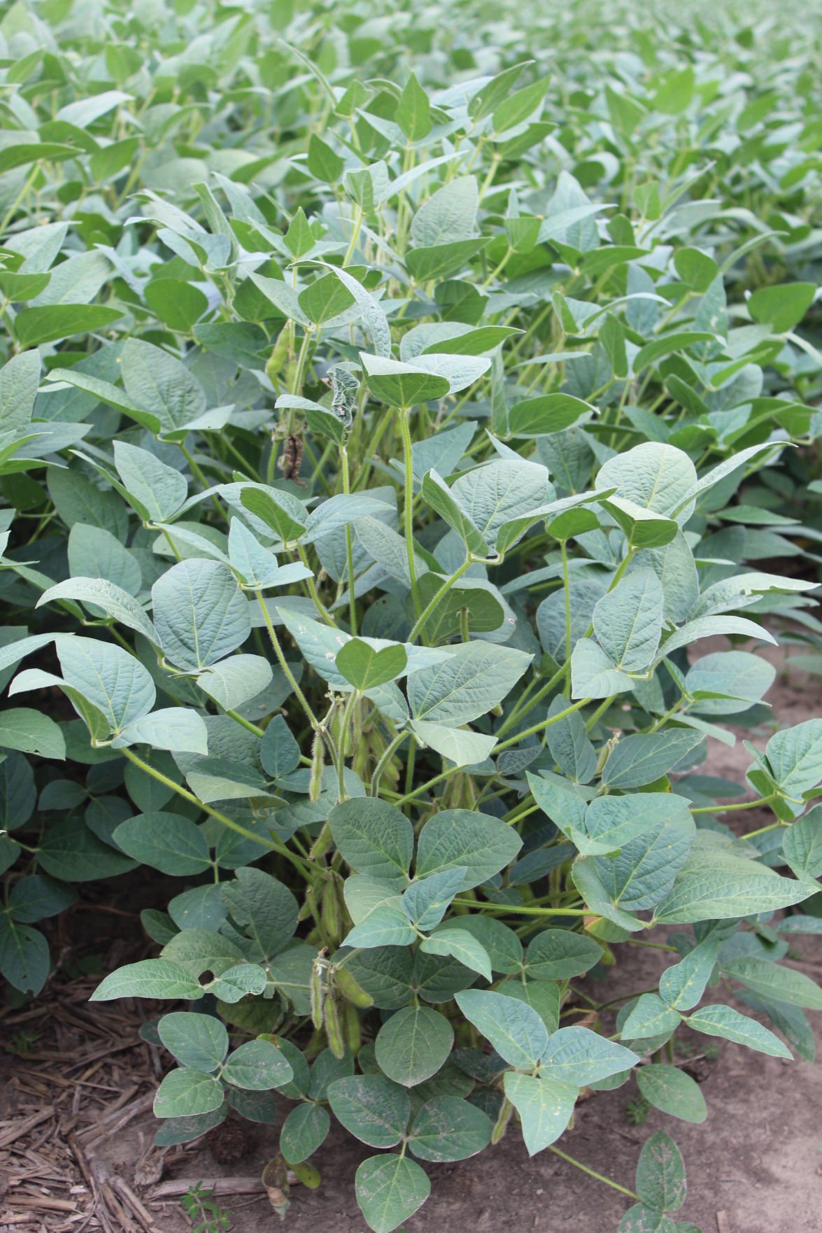 Expert says several factors contribute to soybean prices | News ...