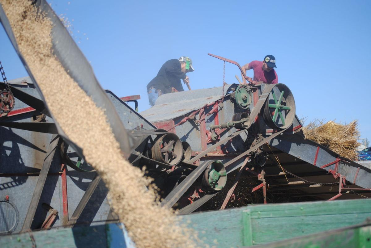 Steam Threshing Festival is a three-day affair in Forest City