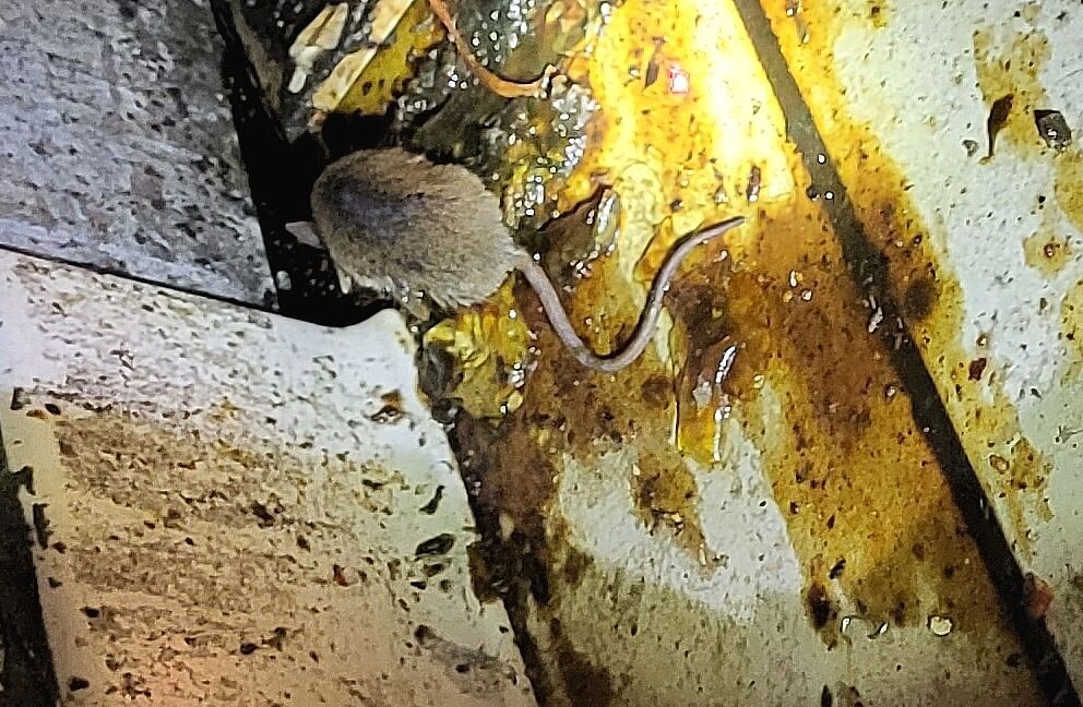 Iowa restaurant inspection update: Dead rodents, yellow slime and dodgy ...