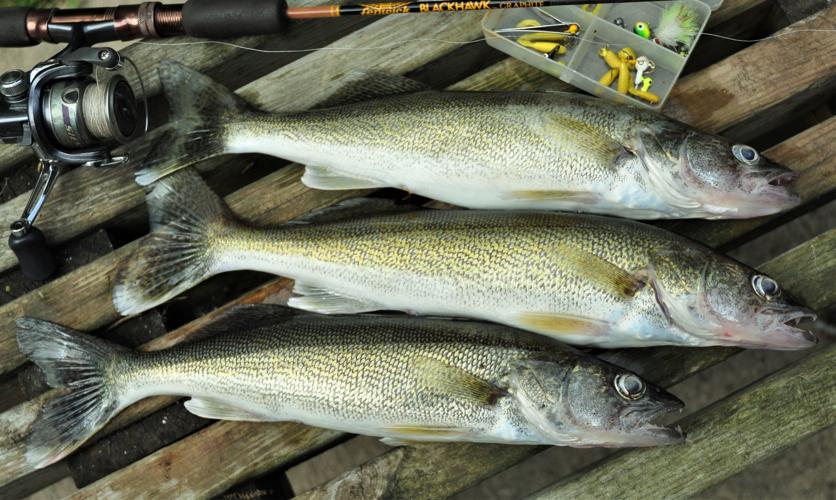 Washburn: Clear Lake walleyes launch July rampage