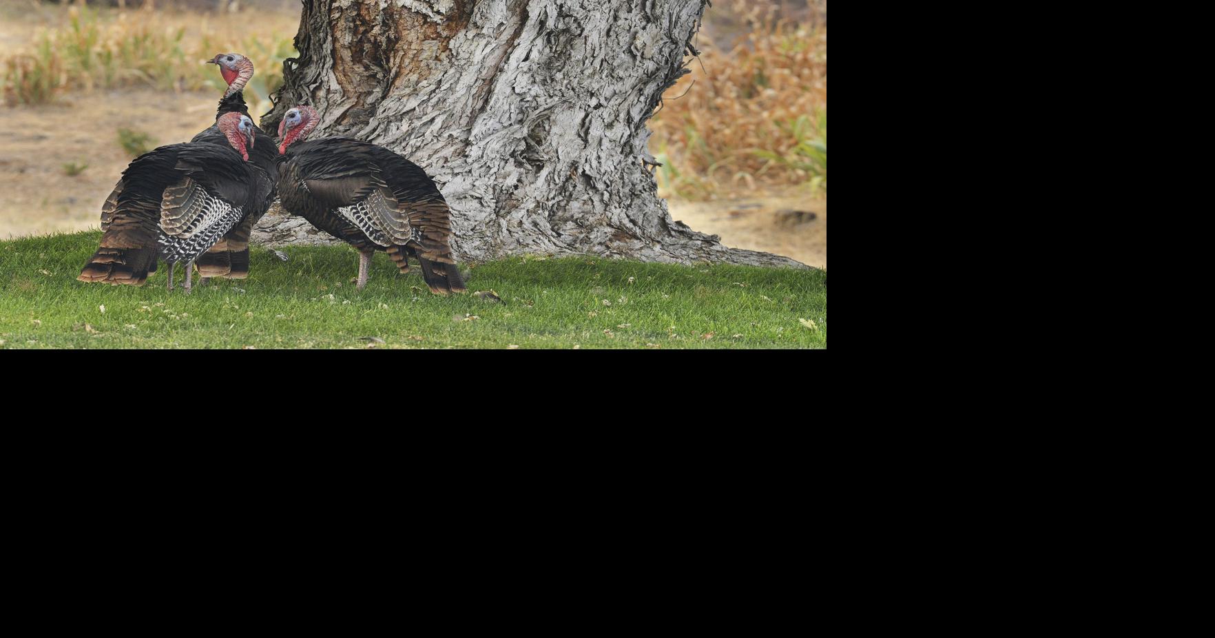 Oregon town seeks solutions to wild turkeys, their droppings