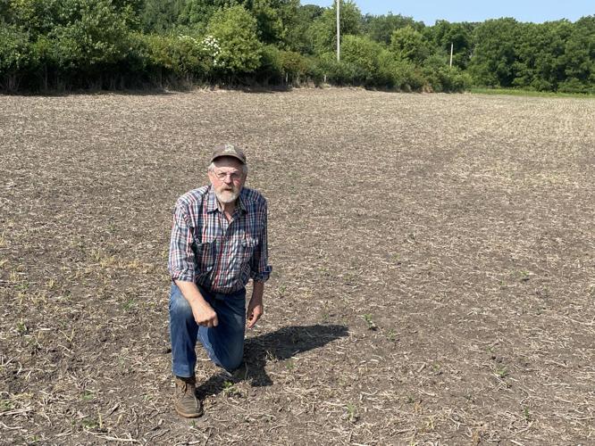 North Iowa bean field destroyed by deer