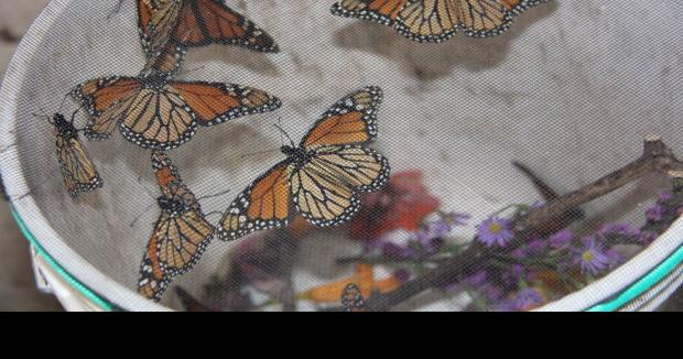 Photos: Monarch tagging program