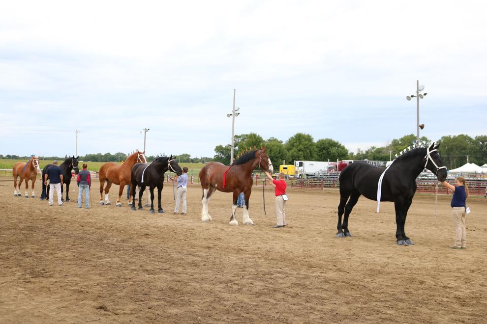 Photos: 2019 Britt Draft Horse Show: Groomer and Showmanship Show