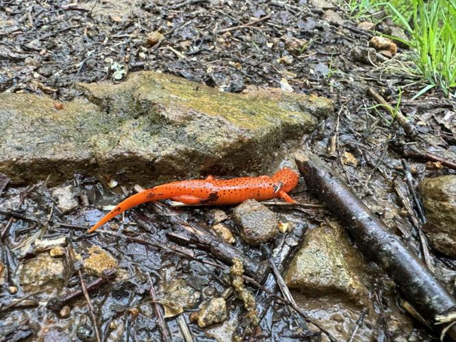 Meier reaches Bly Gap - An Appalachian Adventure