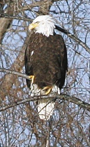 Bald eagles are soaring over North Iowa
