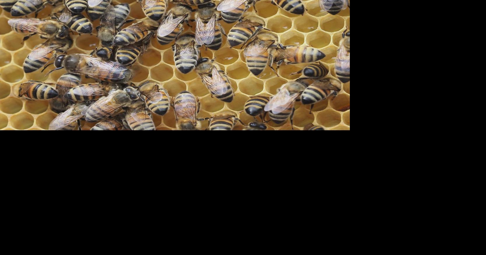 Governor signs proclamation for 'Iowa Honey Bee Day'