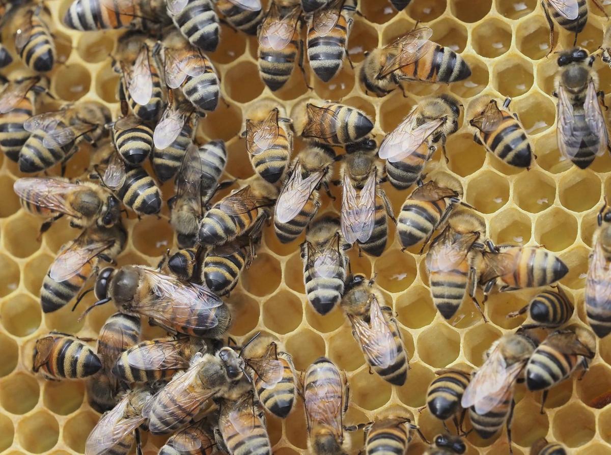 Governor signs proclamation for 'Iowa Honey Bee Day'