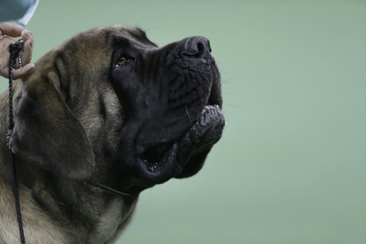 #8. Tie: Mastiff