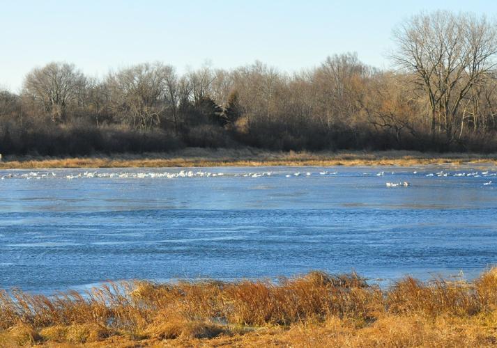 Washburn: Storm brings migrating swans to North Iowa