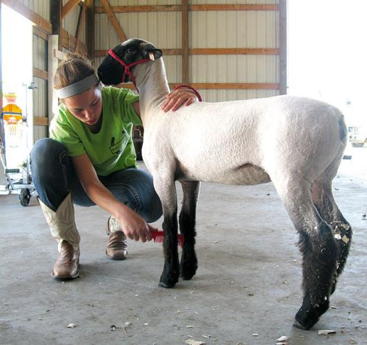 4-H animal shows still important part of the Worth County Fair