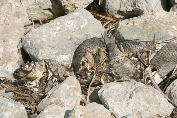 DNR: Keep carp off the shore