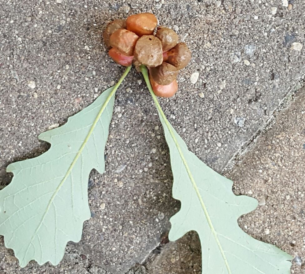 Nature provides fascinating 'galls' on plants' leaves, branches, stems