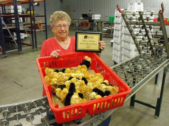 Former owner of Hoover's Hatchery in Rudd receives lifetime poultry ...