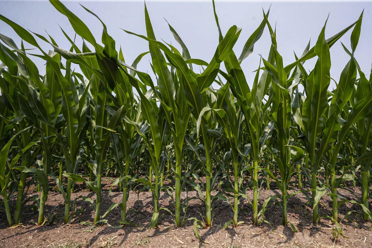 North central, Northeast Iowa receive much-needed rain