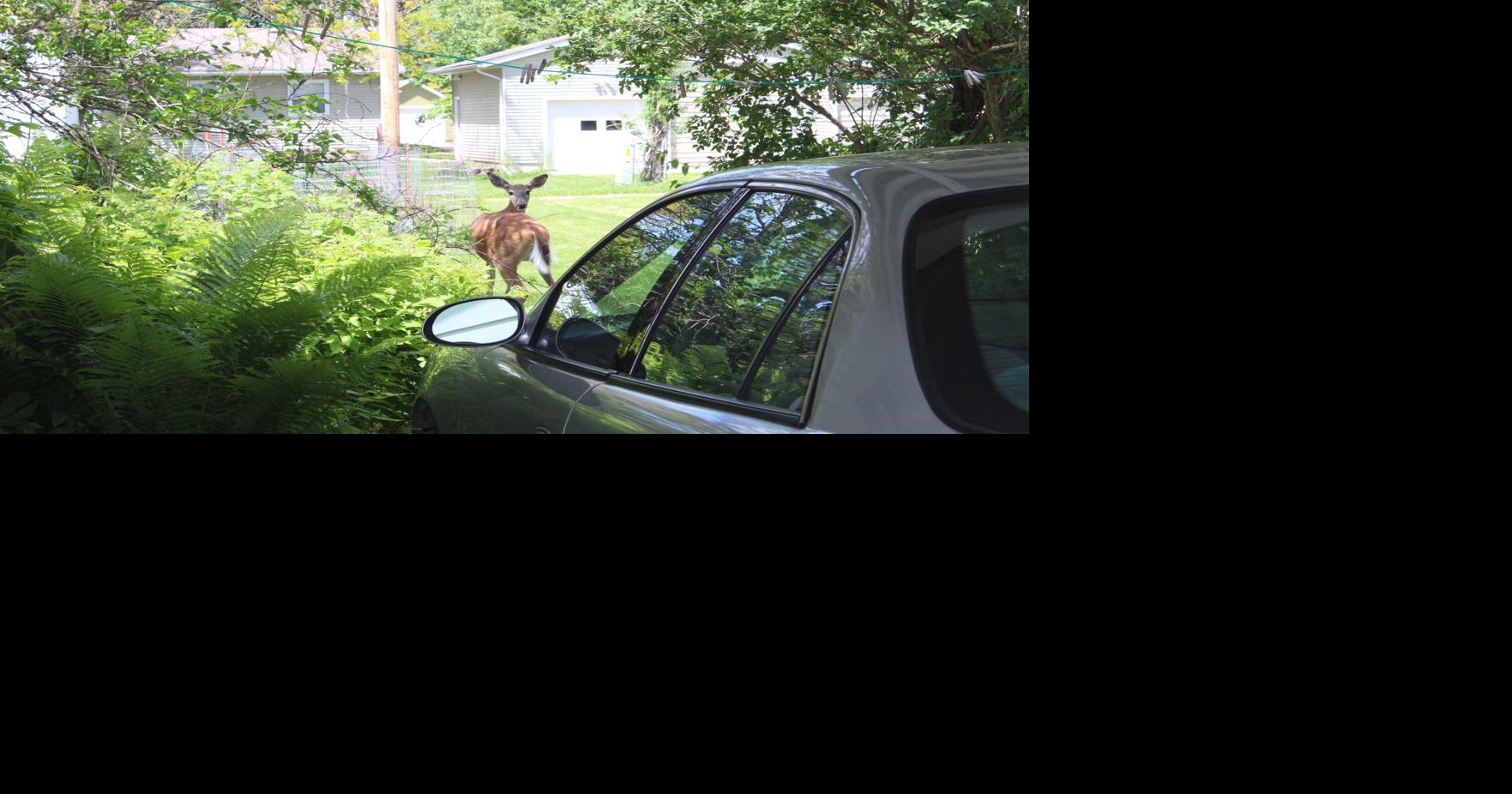 Deer keep popping up in Osage