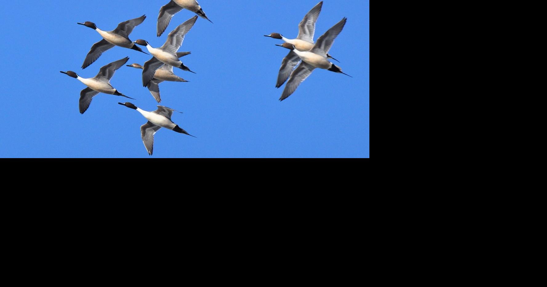 WASHBURN: Fish & Wildlife Service predicts plentiful ducks