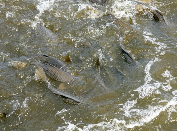 Carp fighting to get back in water to spawn