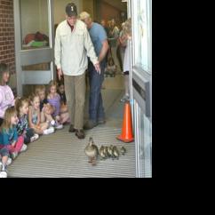 Hoover ducks take a stroll