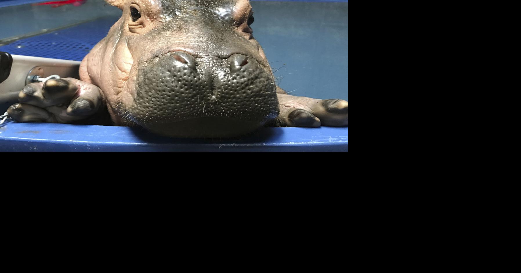 Photos: Premature hippo a happy hit for Ohio zoo after gorilla death