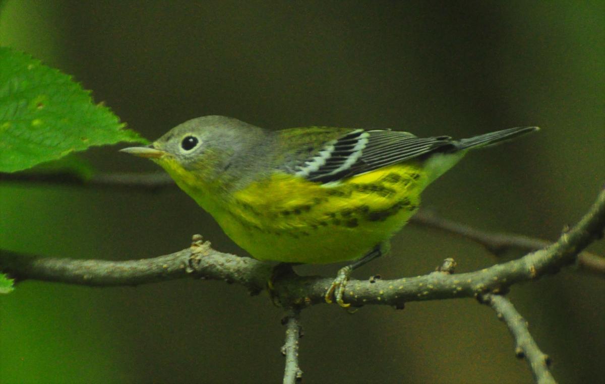 Washburn: Fall warblers present ultimate birding challenge | Columnists ...