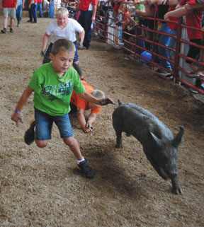 Kids chase after pigs in greased pig contest
