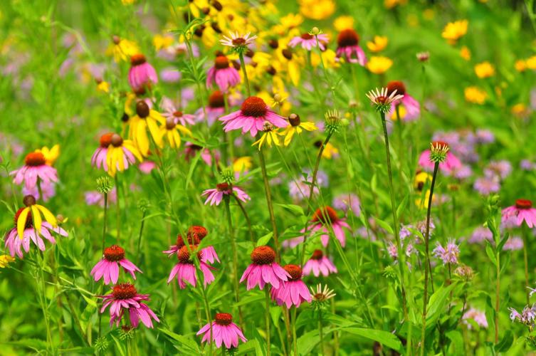 Washburn: Living remnants of Iowa’s heritage in full bloom