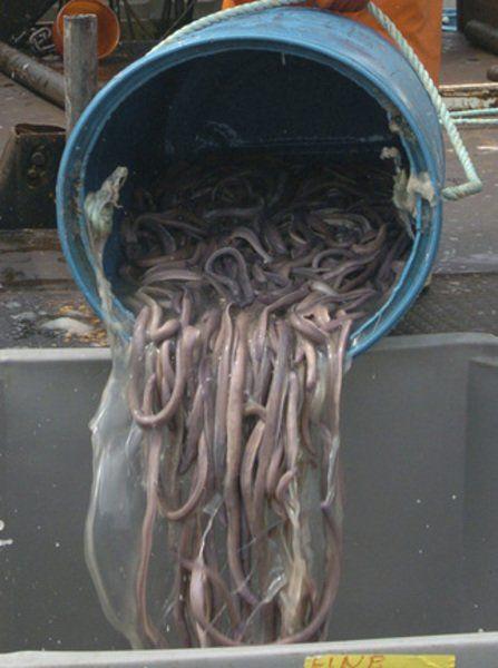 Curious Kids: What in the world is a slime eel? | Lifestyle ...