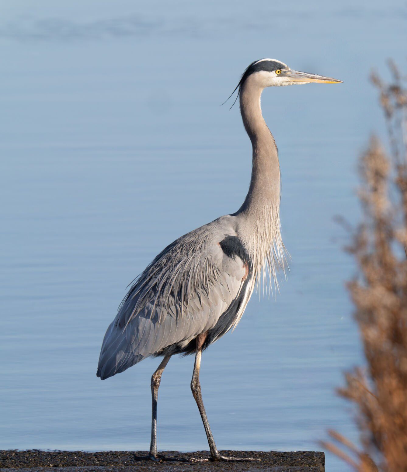 Bird Watch: Sightings from Cape Ann and beyond | Lifestyle ...